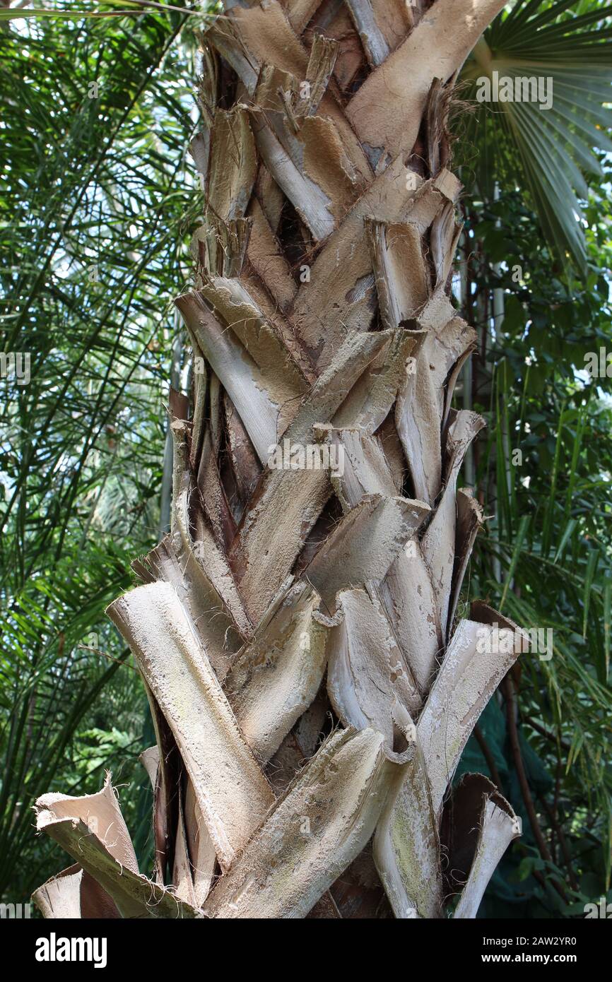 Red latan palm latania lontaroides hi-res stock photography and images ...