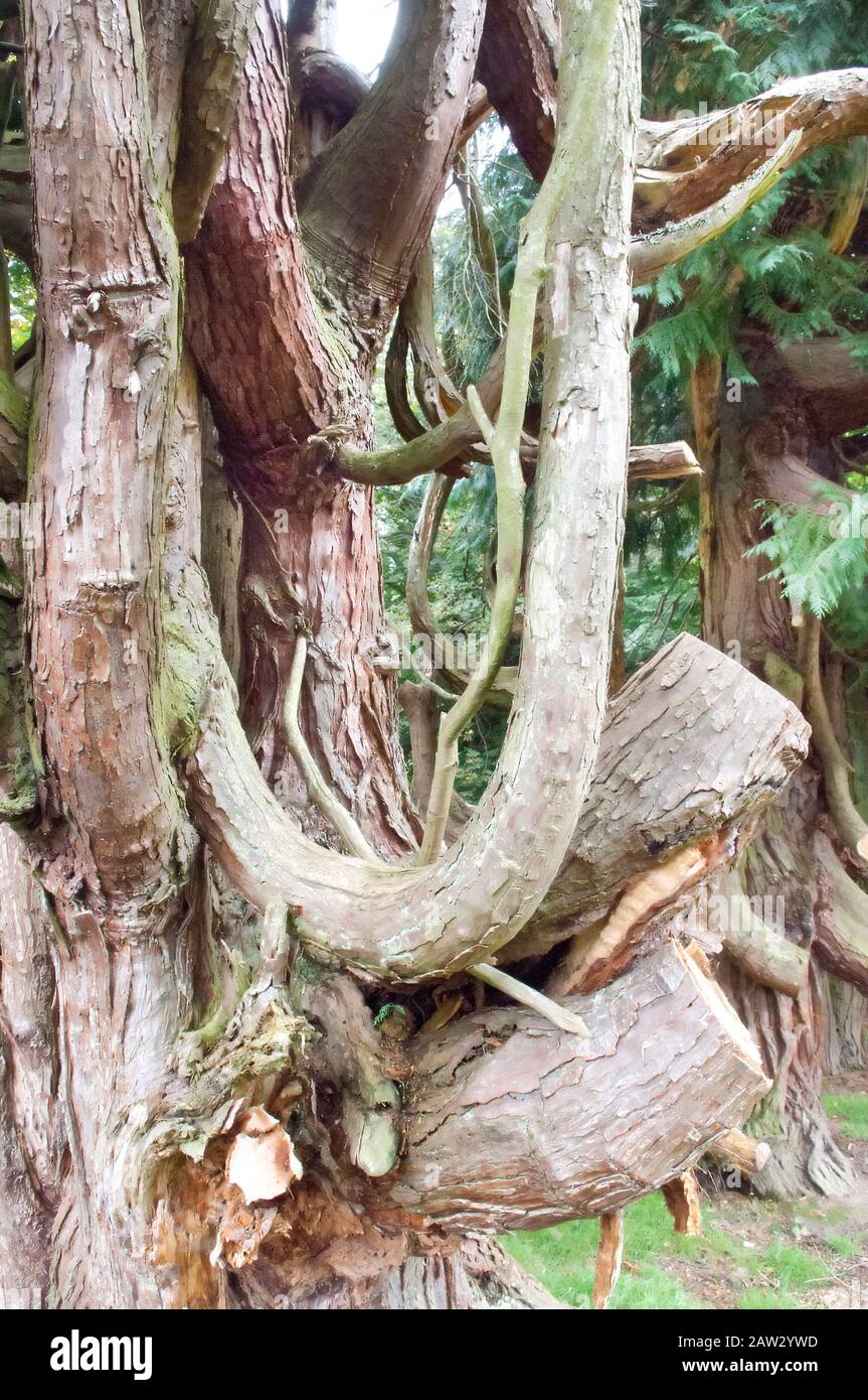 Old twisted tree in the Elan Valley Village, Powys Stock Photo - Alamy