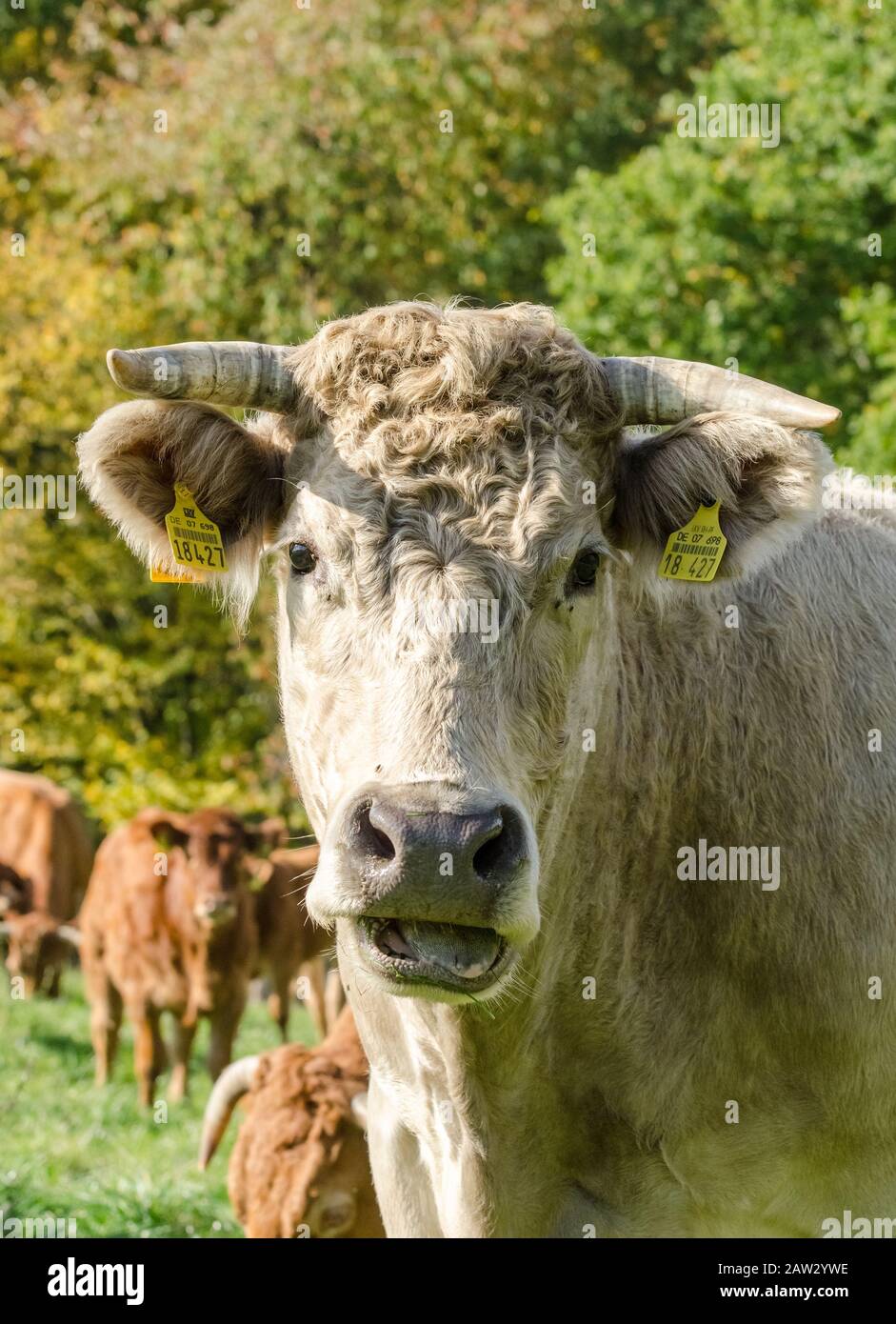 Bos taurus primigenius hi-res stock photography and images - Alamy