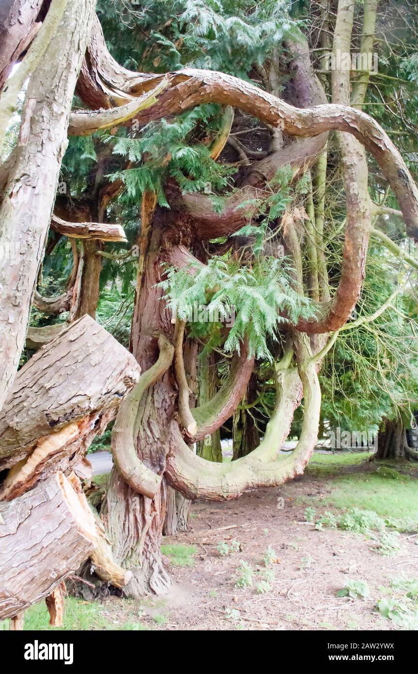 Bent old trees hi-res stock photography and images - Alamy