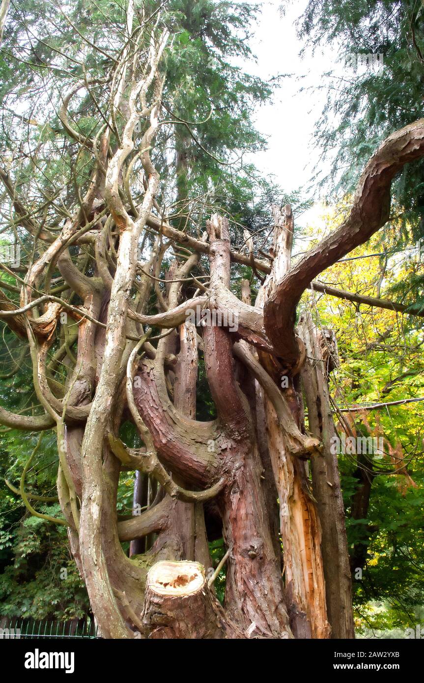 Old twisted tree in the Elan Valley Village, Powys Stock Photo - Alamy