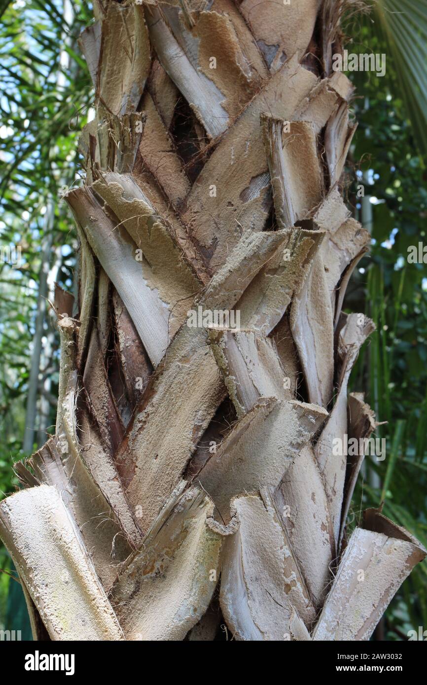 Red latan palm latania lontaroides hi-res stock photography and images ...