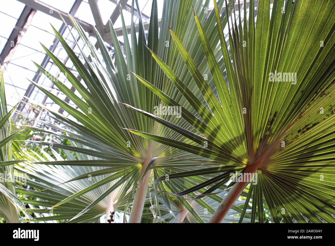 Latania lontaroides hi-res stock photography and images - Alamy