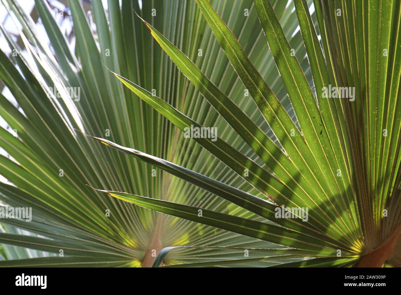 Close up of the underside of two Red Latan Palm leaves growing in a ...