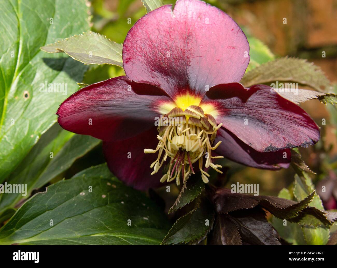 Purple Hellebore flower Stock Photo - Alamy