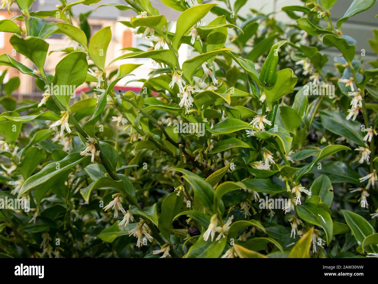 Sweet shrub hi-res stock photography and images - Alamy
