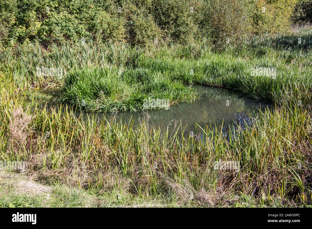 Swamp lands hi-res stock photography and images - Alamy