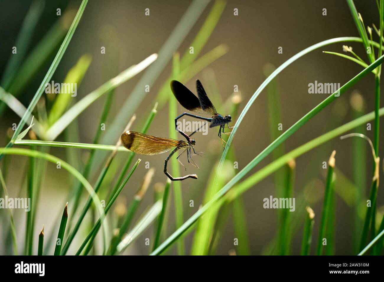 Dragonflies mating in a river in Corse Stock Photo - Alamy