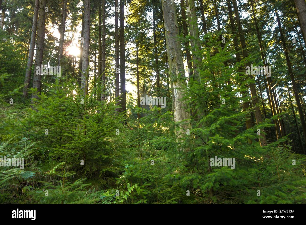 Beautiful nature in the misty spring forest with sun rays Stock Photo ...