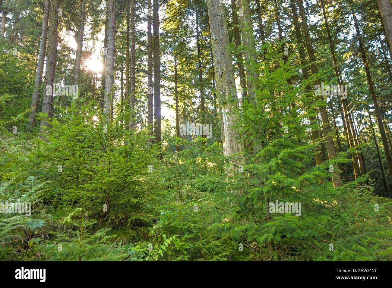 Beautiful nature in the misty spring forest with sun rays Stock Photo ...