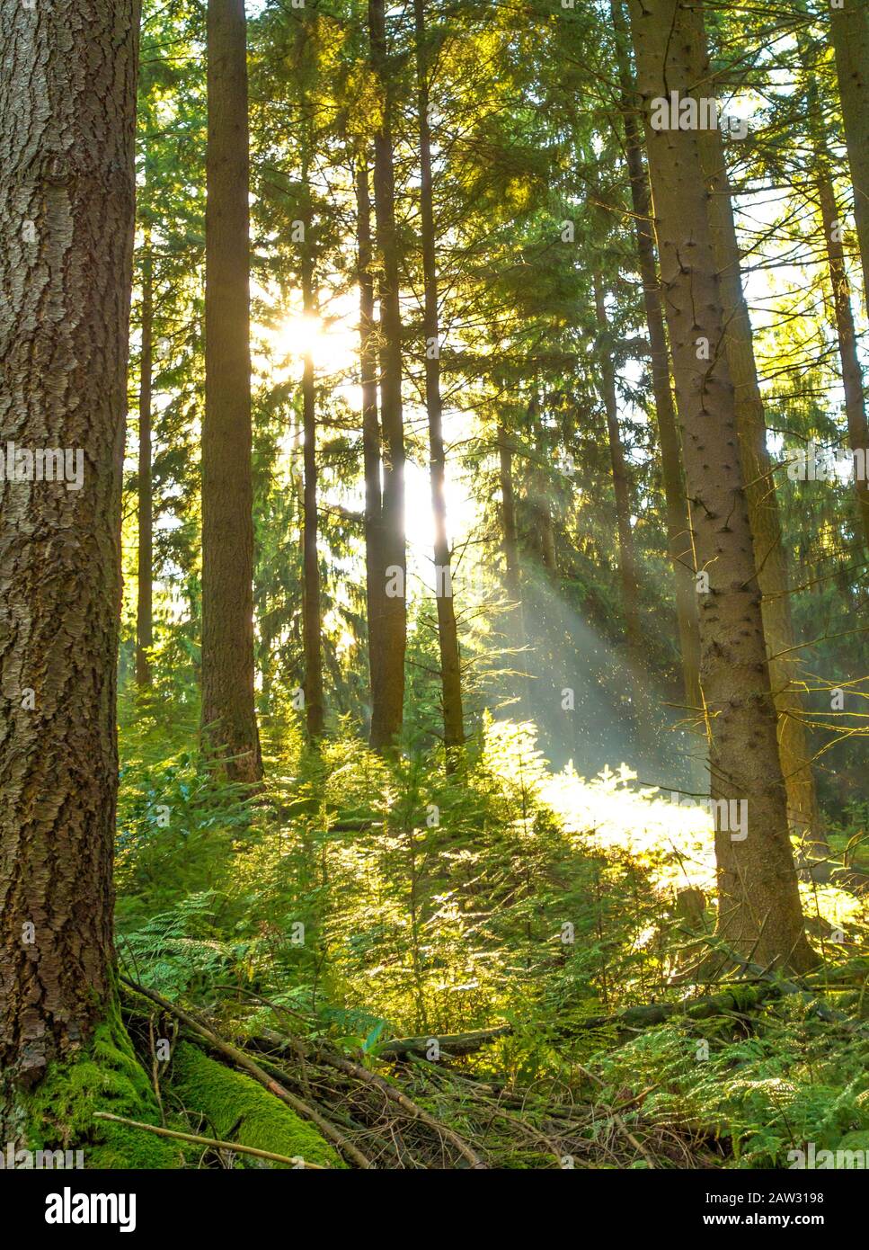 Beautiful nature in the misty spring forest with sun rays Stock Photo ...