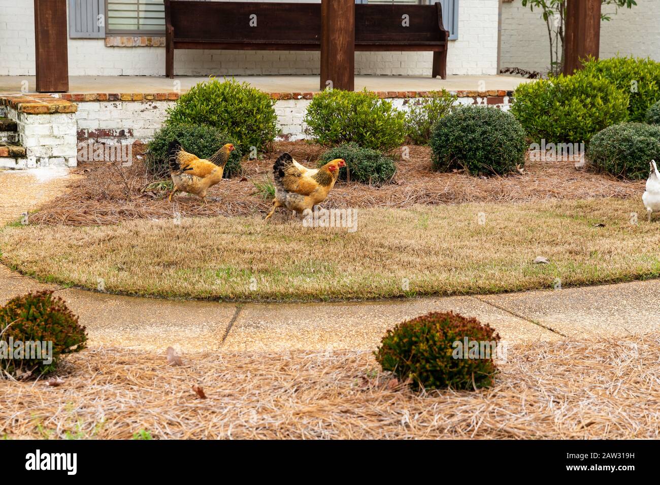 Poultry farming free range hi-res stock photography and images - Alamy