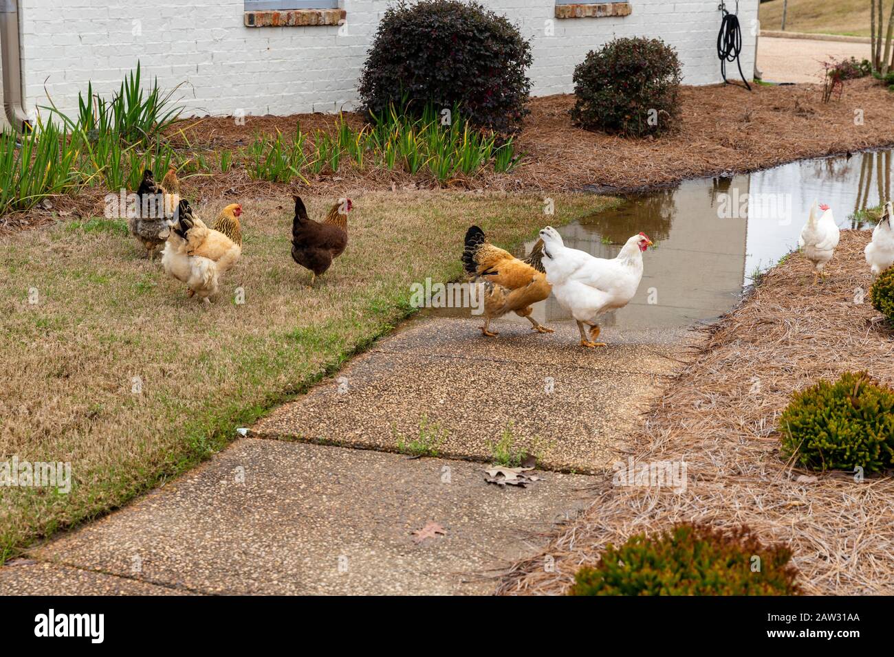 Poultry farming free range hi-res stock photography and images - Alamy