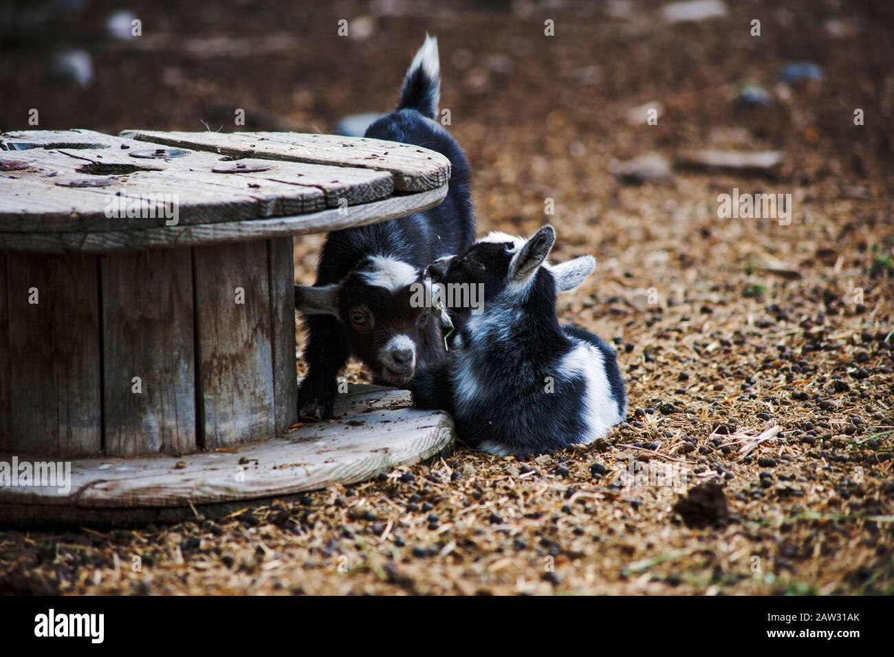 Kids playing on farm Stock Photo - Alamy