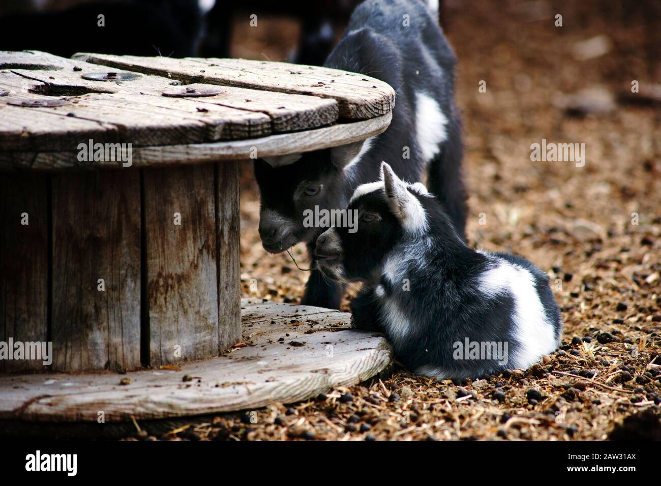 Kids playing on farm Stock Photo - Alamy