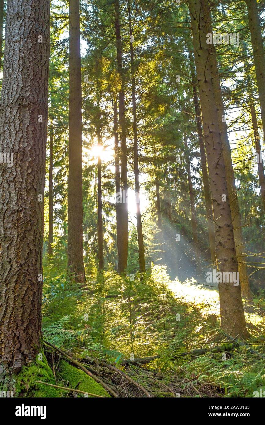 Beautiful nature in the misty spring forest with sun rays Stock Photo ...