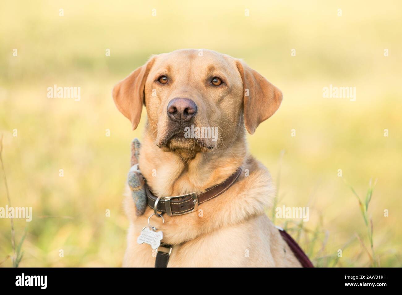 Labrador soft mouth hi-res stock photography and images - Alamy