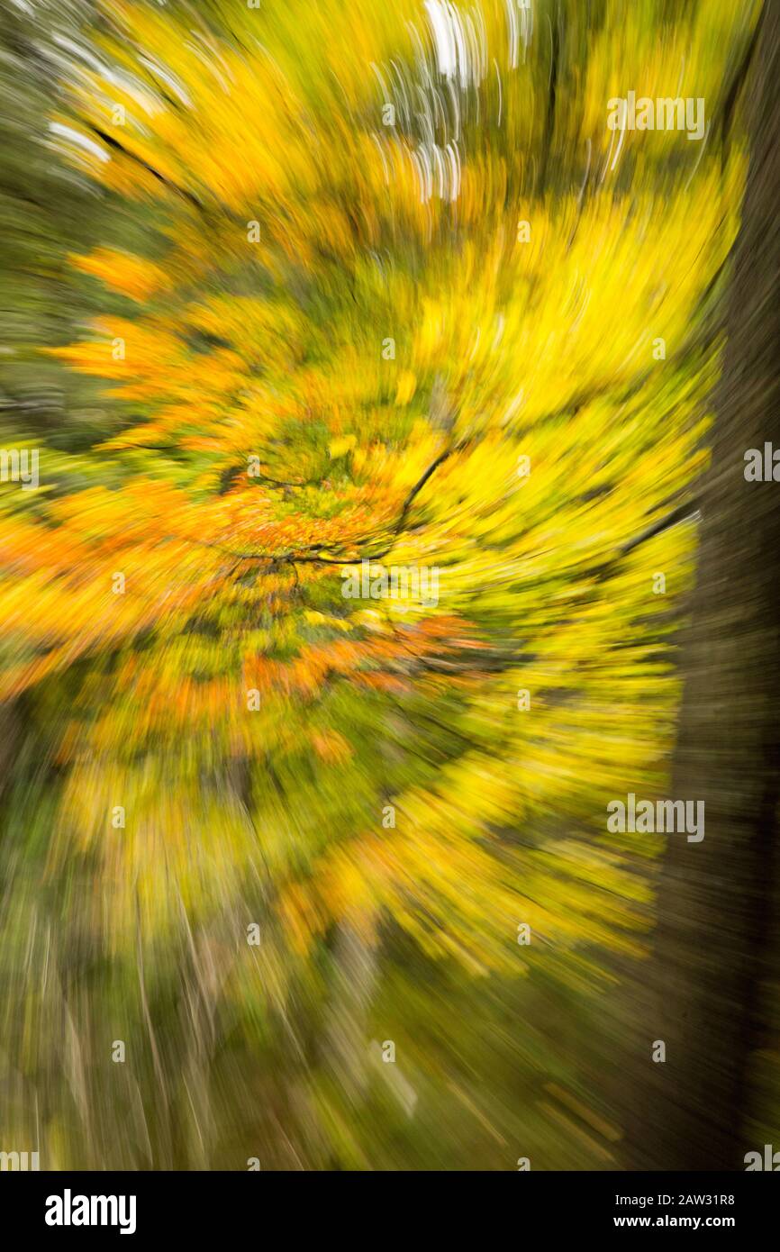 Forest rotation hi-res stock photography and images - Alamy