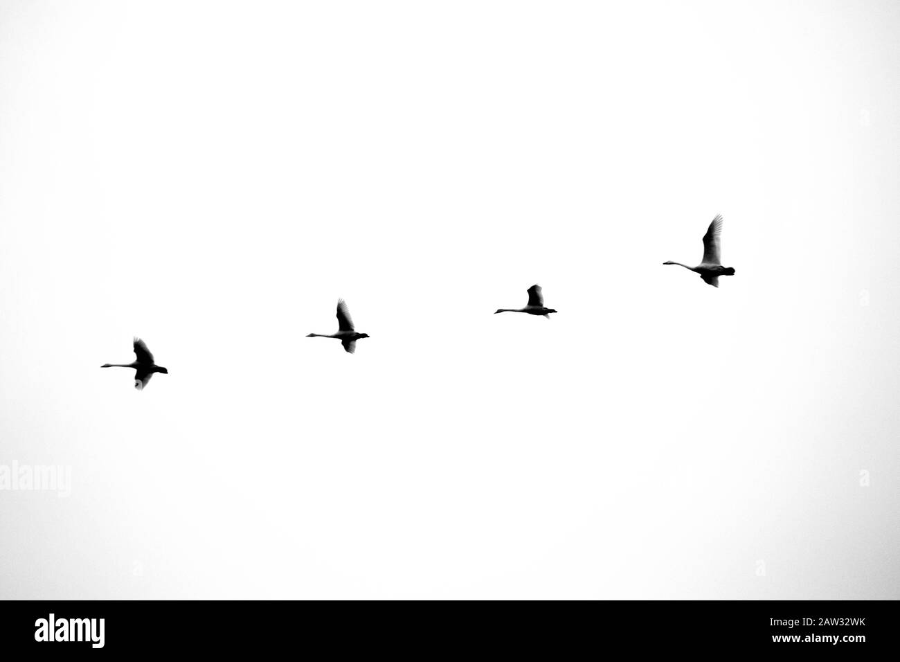 Bird Flying Sequence