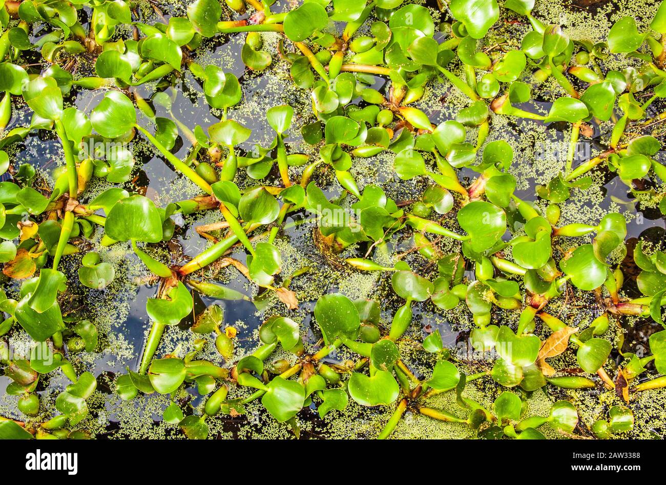 Green water in swamp seaweed hi-res stock photography and images - Alamy