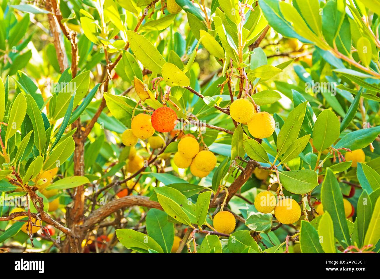 Killarney strawberry tree arbutus unedo hi-res stock photography and ...