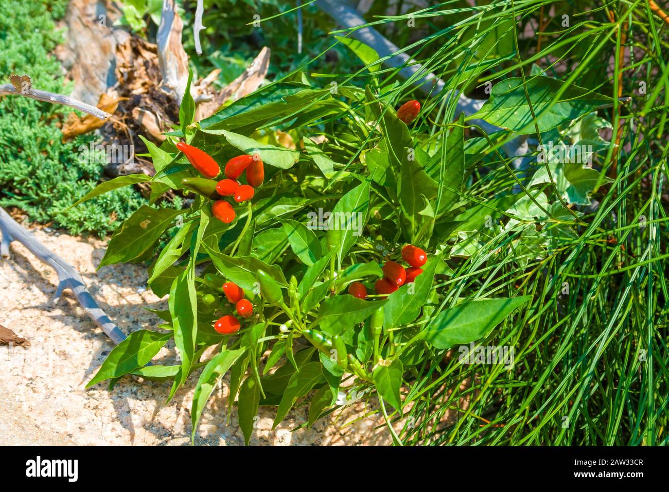 Organic wild chili peppers Stock Photo - Alamy