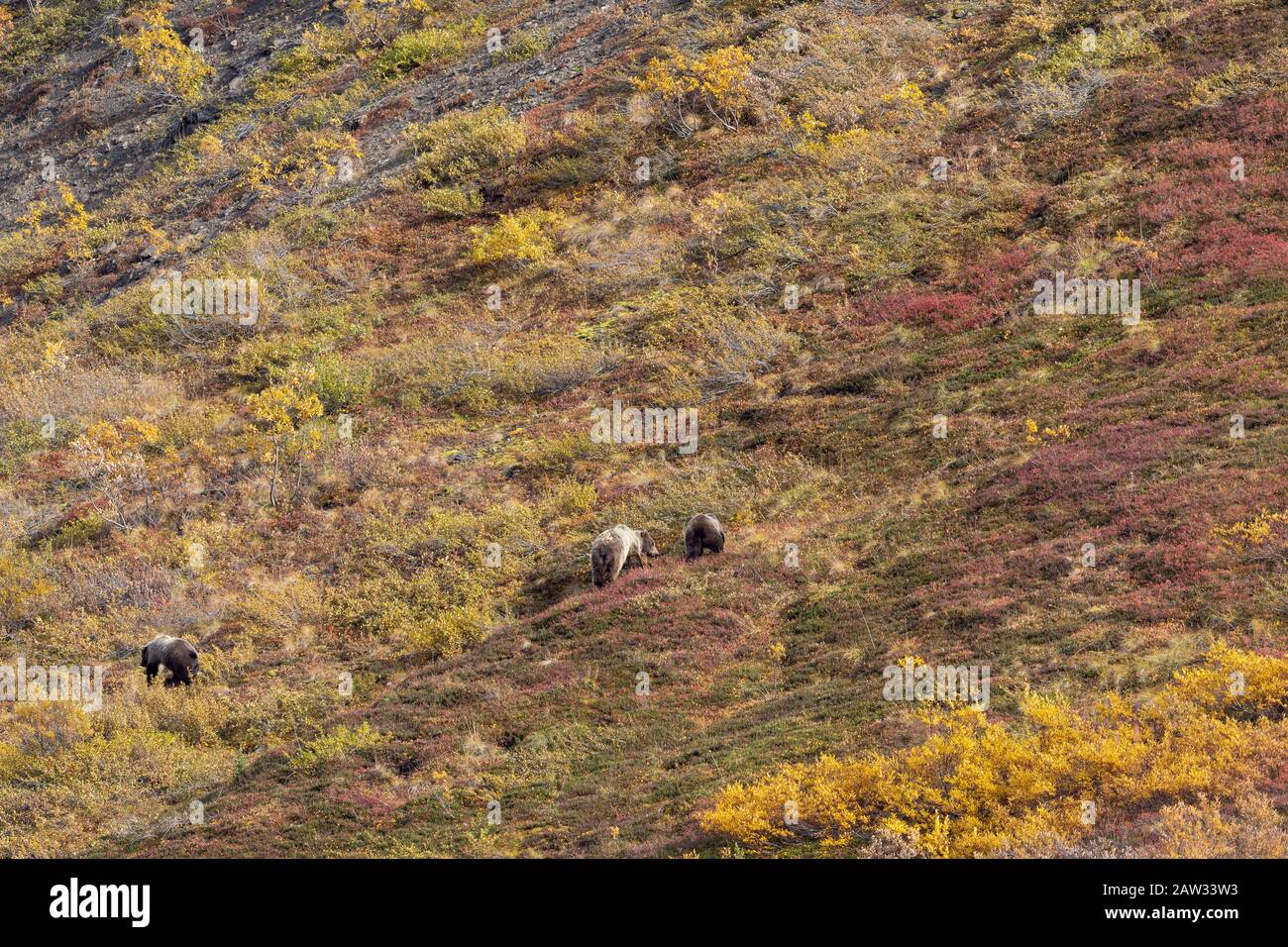 Grizzly Bear Sow and Cub in Fall Stock Photo - Alamy