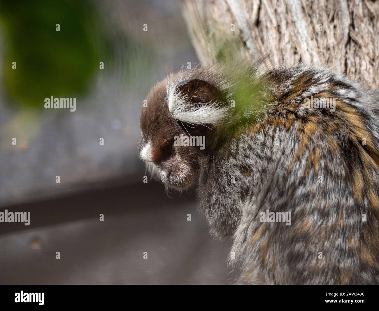 titi monkey leaning on a tree in the zoo Stock Photo - Alamy