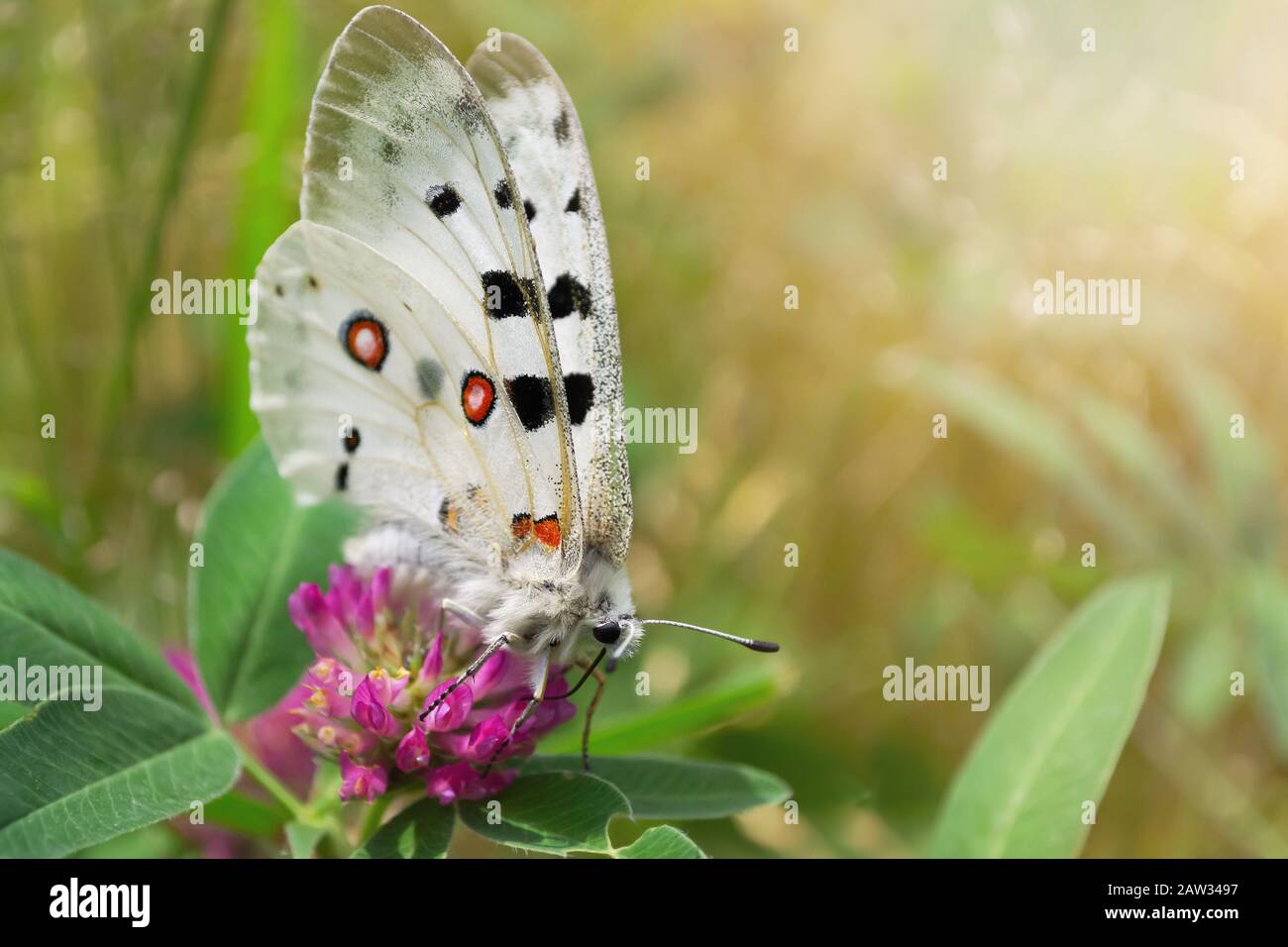 A large beautiful Apollo butterfly rests on a pink clover flower Stock ...