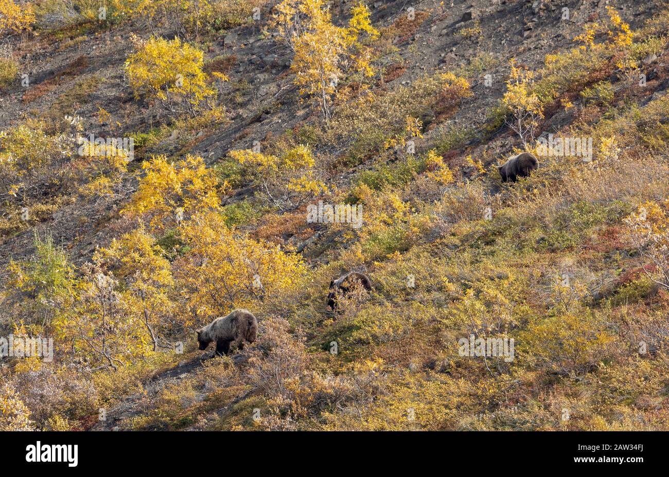 Grizzly Bear Sow and Cub in Fall Stock Photo - Alamy