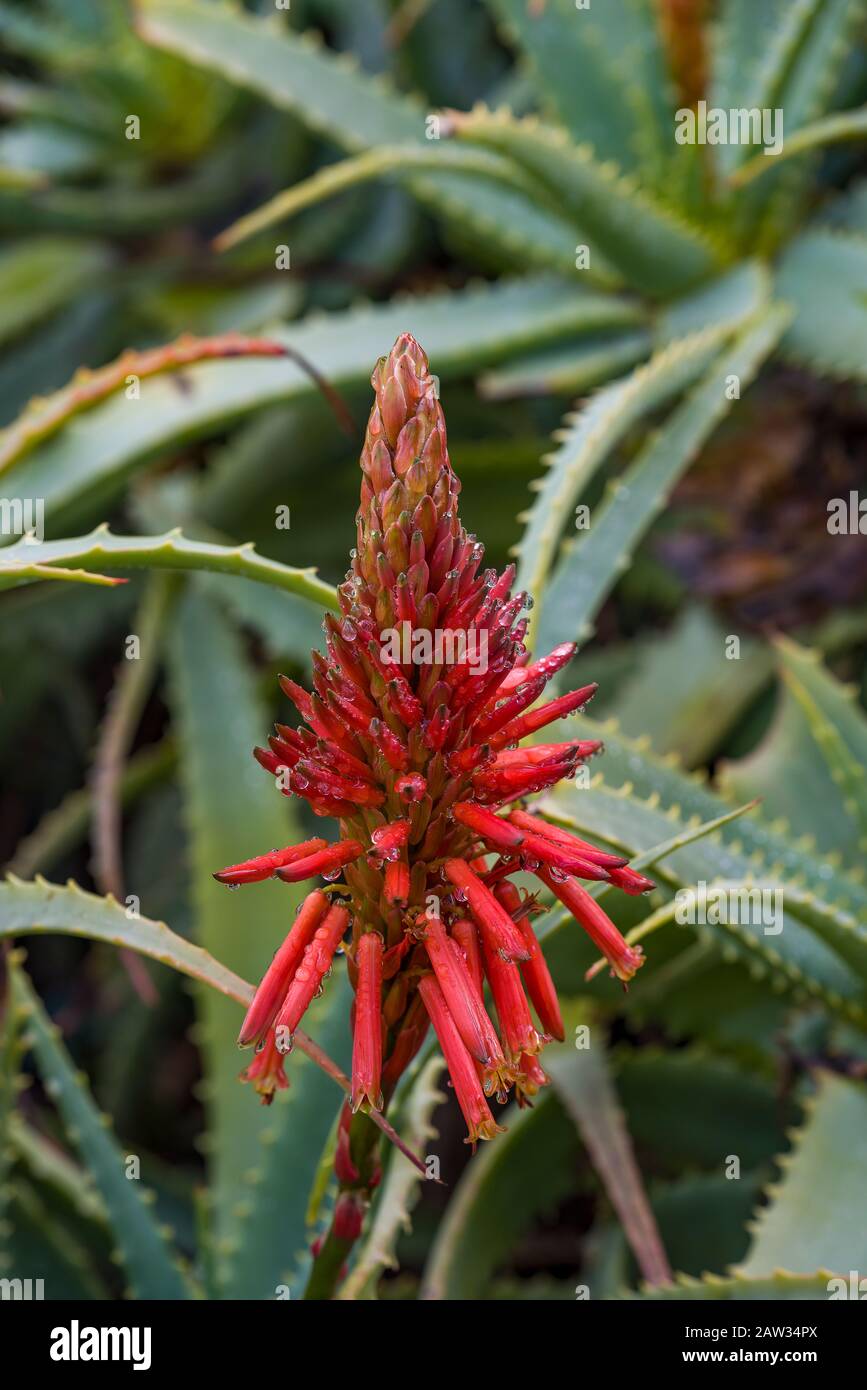Blossoming thrickets of a herb Aloe Vera Aloe Vera Flowers Blooming ... Blossoming thrickets of a herb Aloe Vera Aloe Vera Flowers Blooming ...