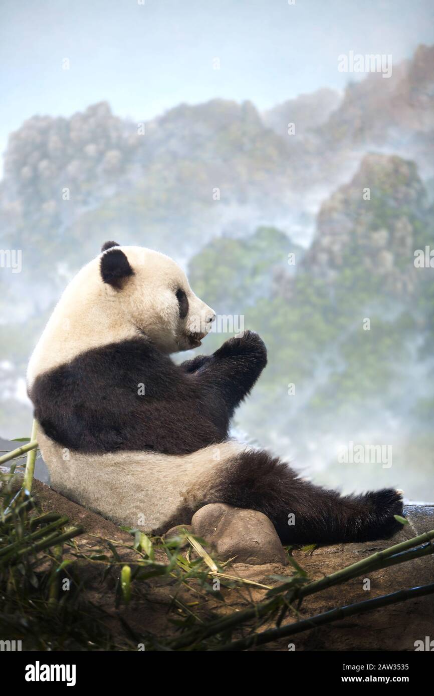 Giant Panda sitting against mountains backdrop eating Stock Photo - Alamy