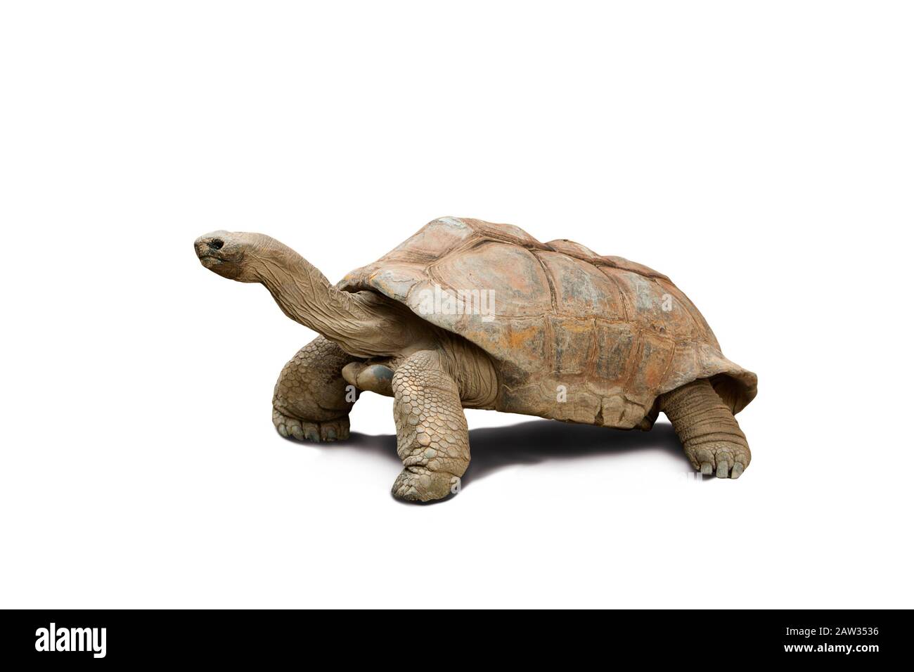 Giant tortoise with head stretched crawling against white background ...