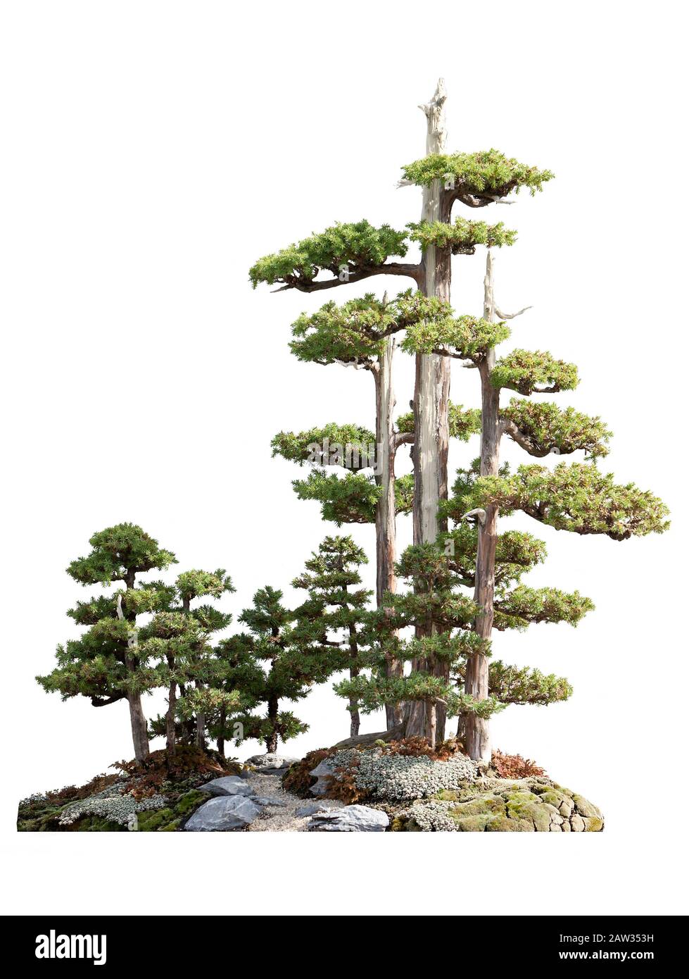 Mature trees isolated against white background Stock Photo - Alamy