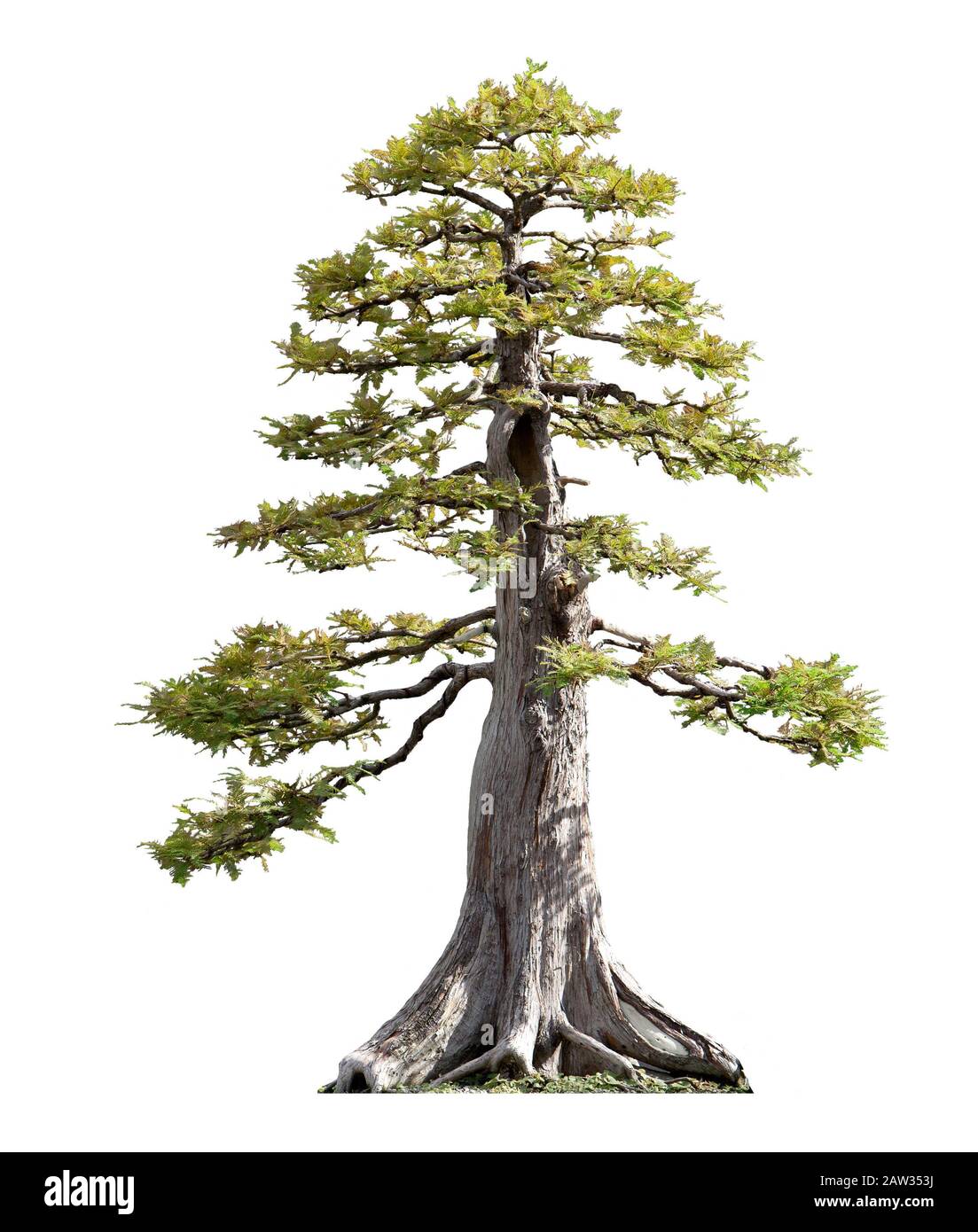 Mature tree isolated against white background Stock Photo - Alamy