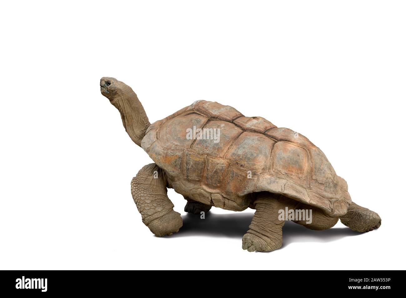 Giant tortoise with head stretched crawling against white background ...