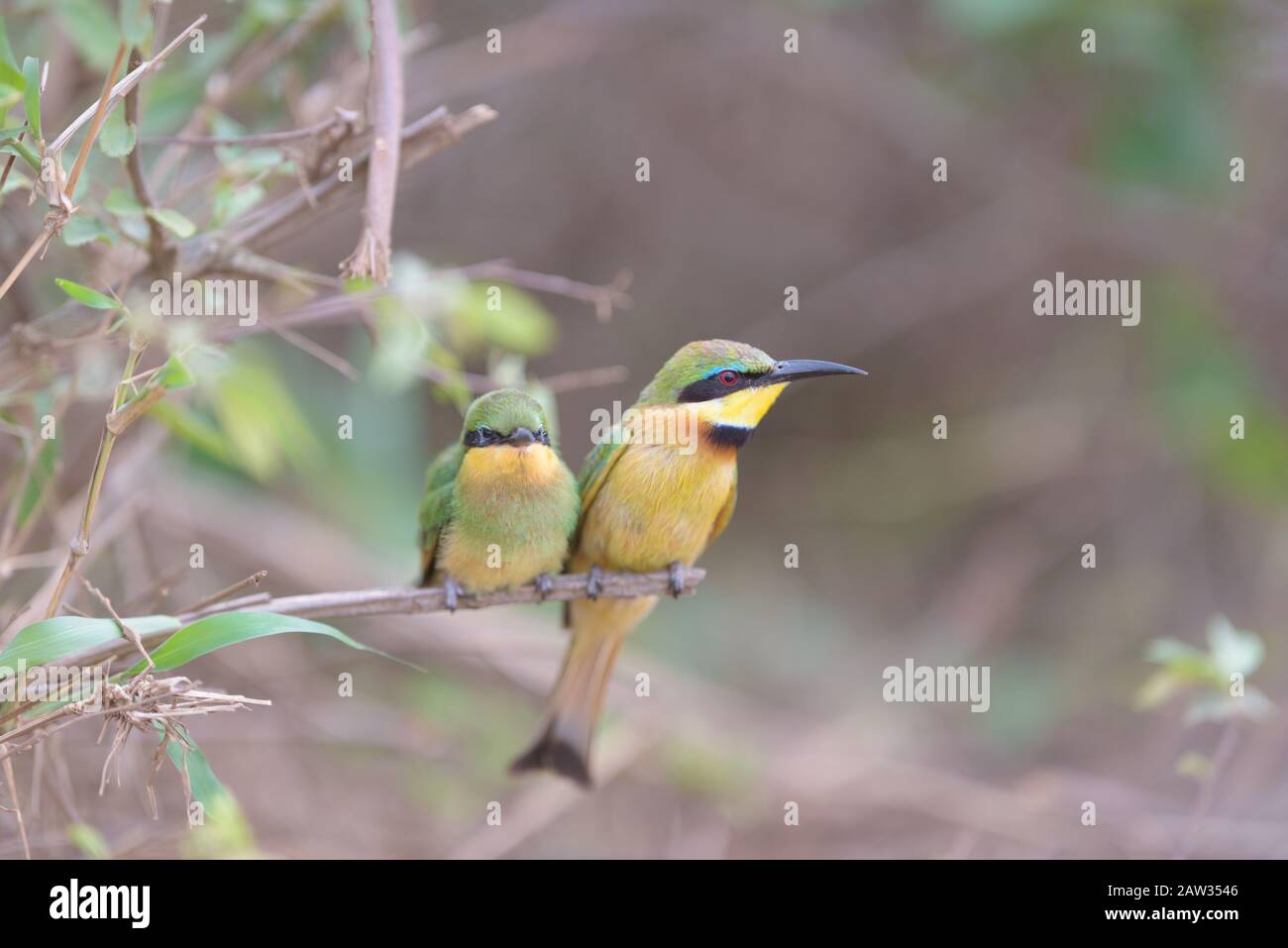 Baby bee hi-res stock photography and images - Alamy