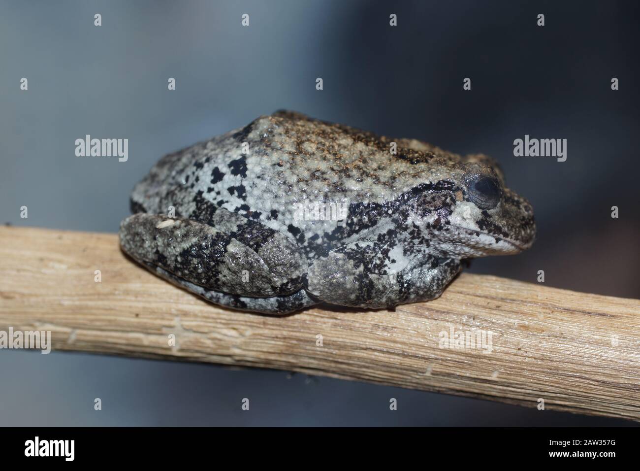 Cope's gray tree frog (Dryophytes chrysoscelis Stock Photo - Alamy