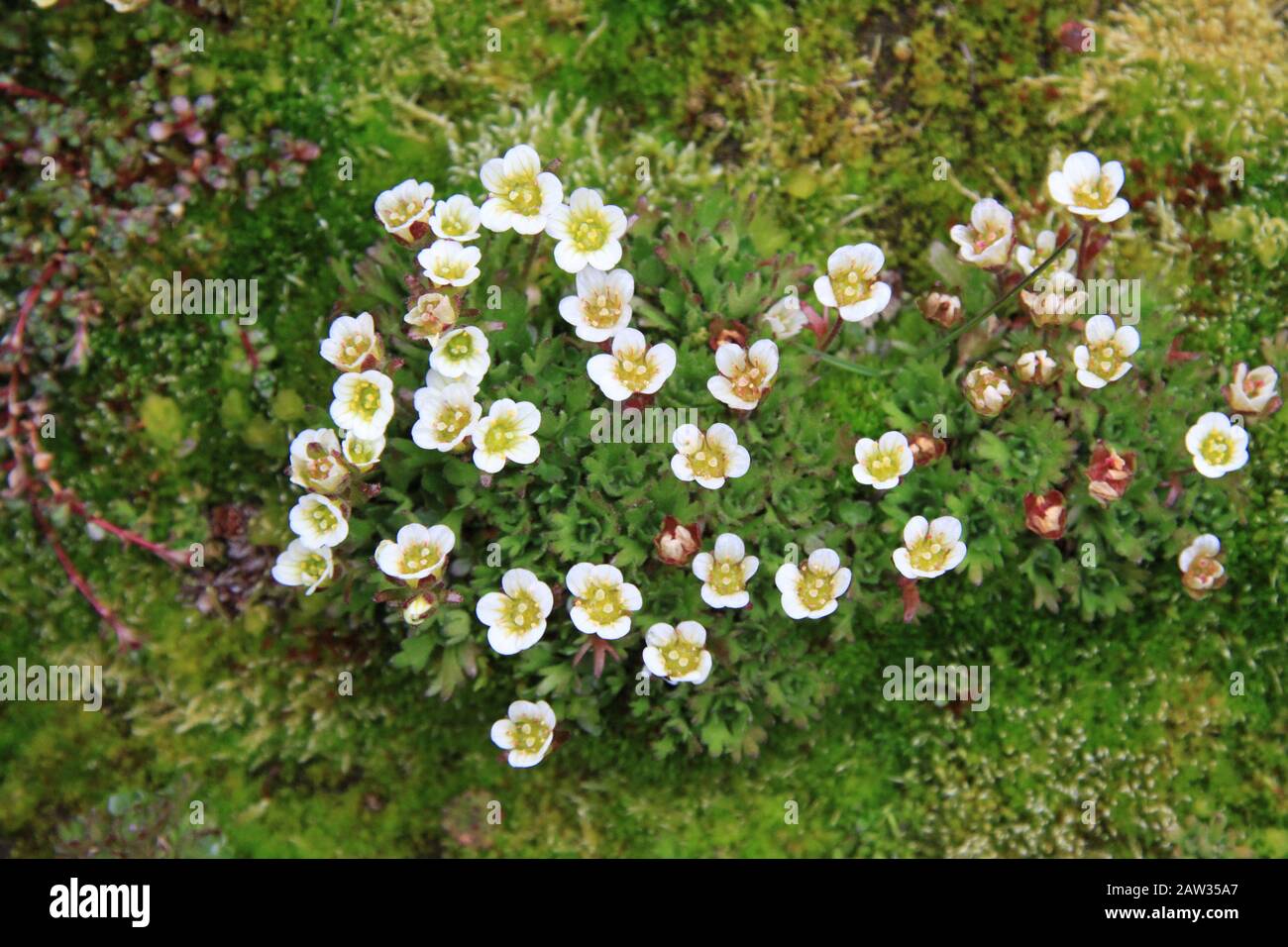 Svalbard poppy hi-res stock photography and images - Alamy