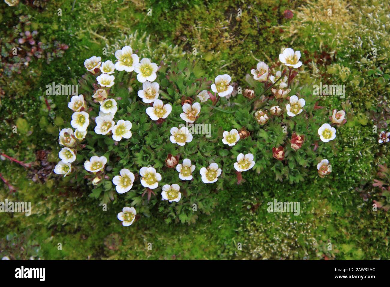 Polar desert hi-res stock photography and images - Alamy