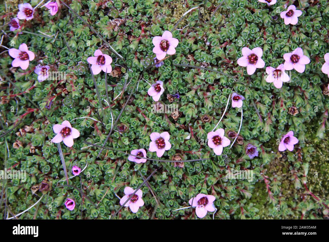 Purple saxifrage saxifraga oppositifolia svalbard hi-res stock ...