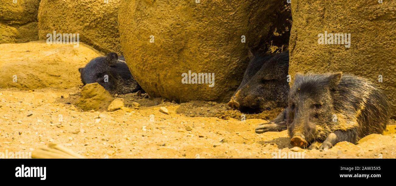 group of collared peccaries resting together, Tropical animal specie ...