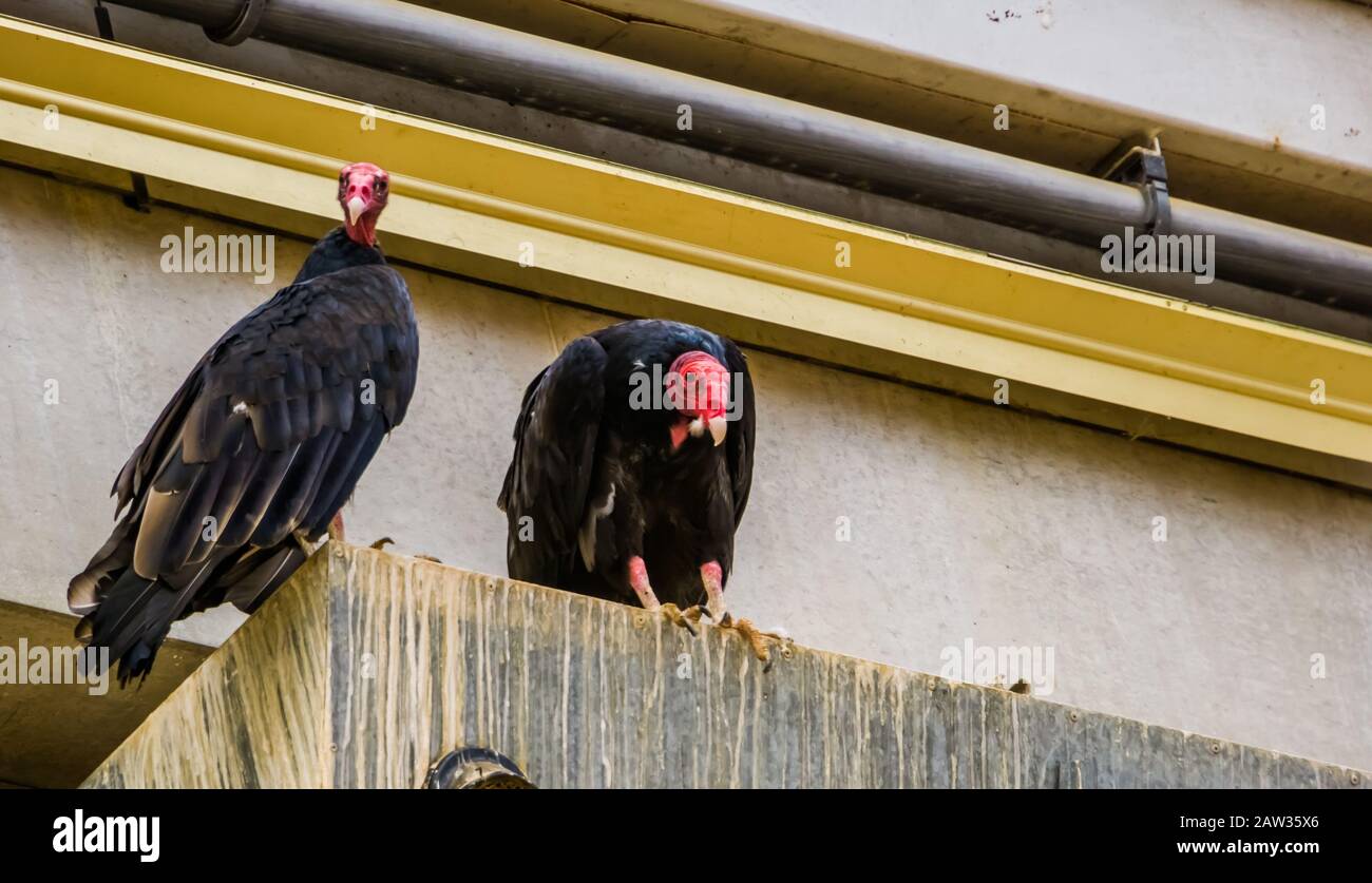 Male and female buzzards hi-res stock photography and images - Alamy