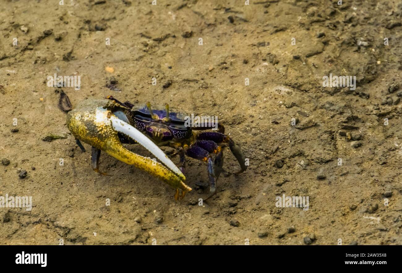 closeup of a male fiddler crab with a large scissor, exotic crustacean ...
