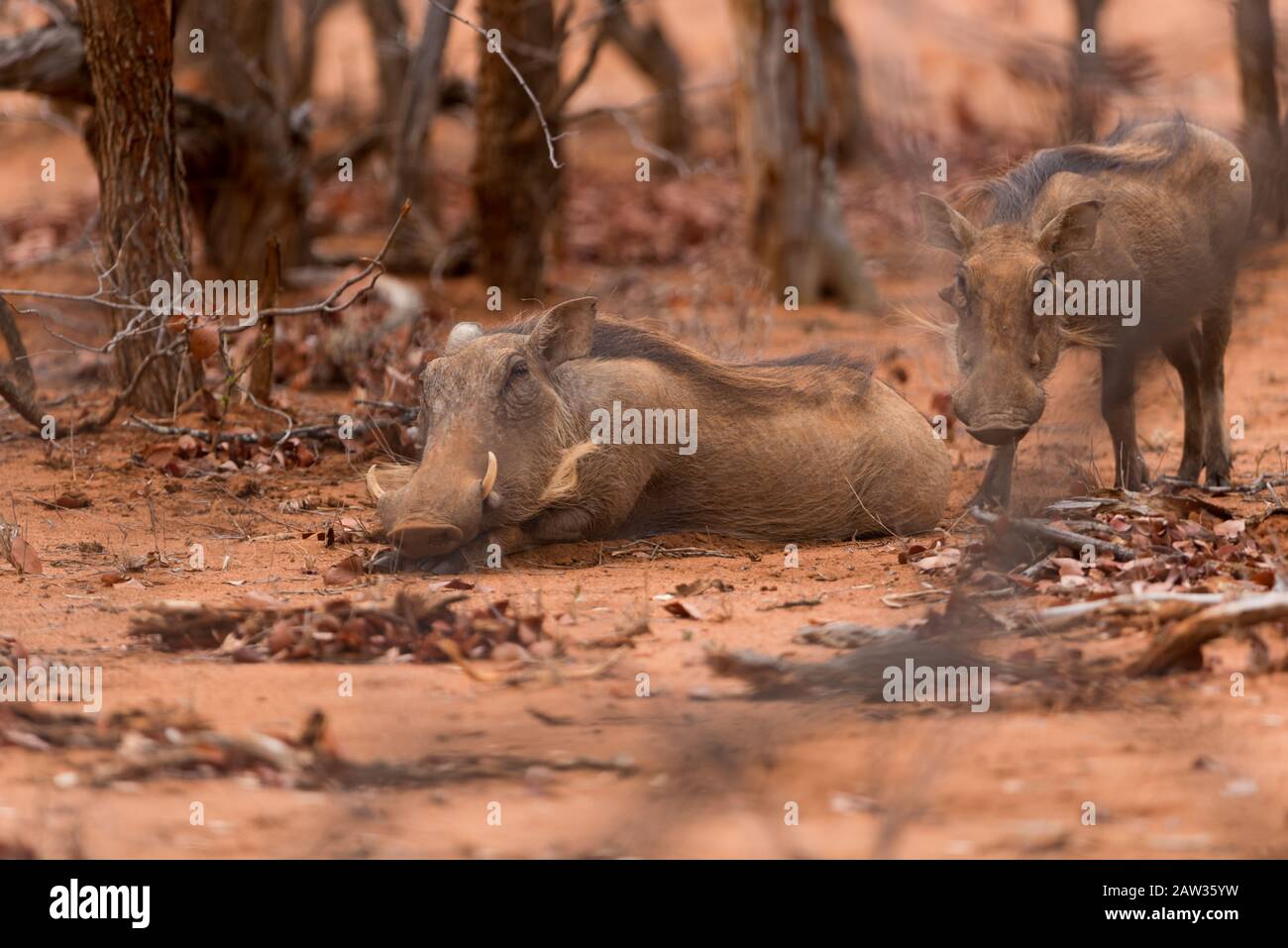Warthog, wild pig in the wilderness Stock Photo - Alamy