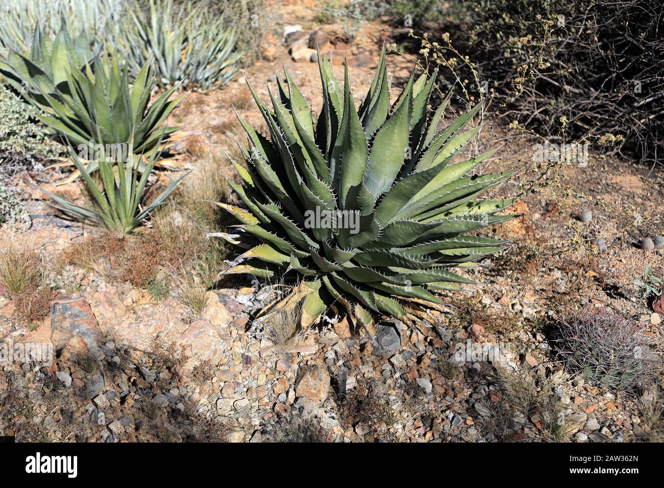 A View of Shaw's Agave, Agave Shawii Stock Photo - Alamy