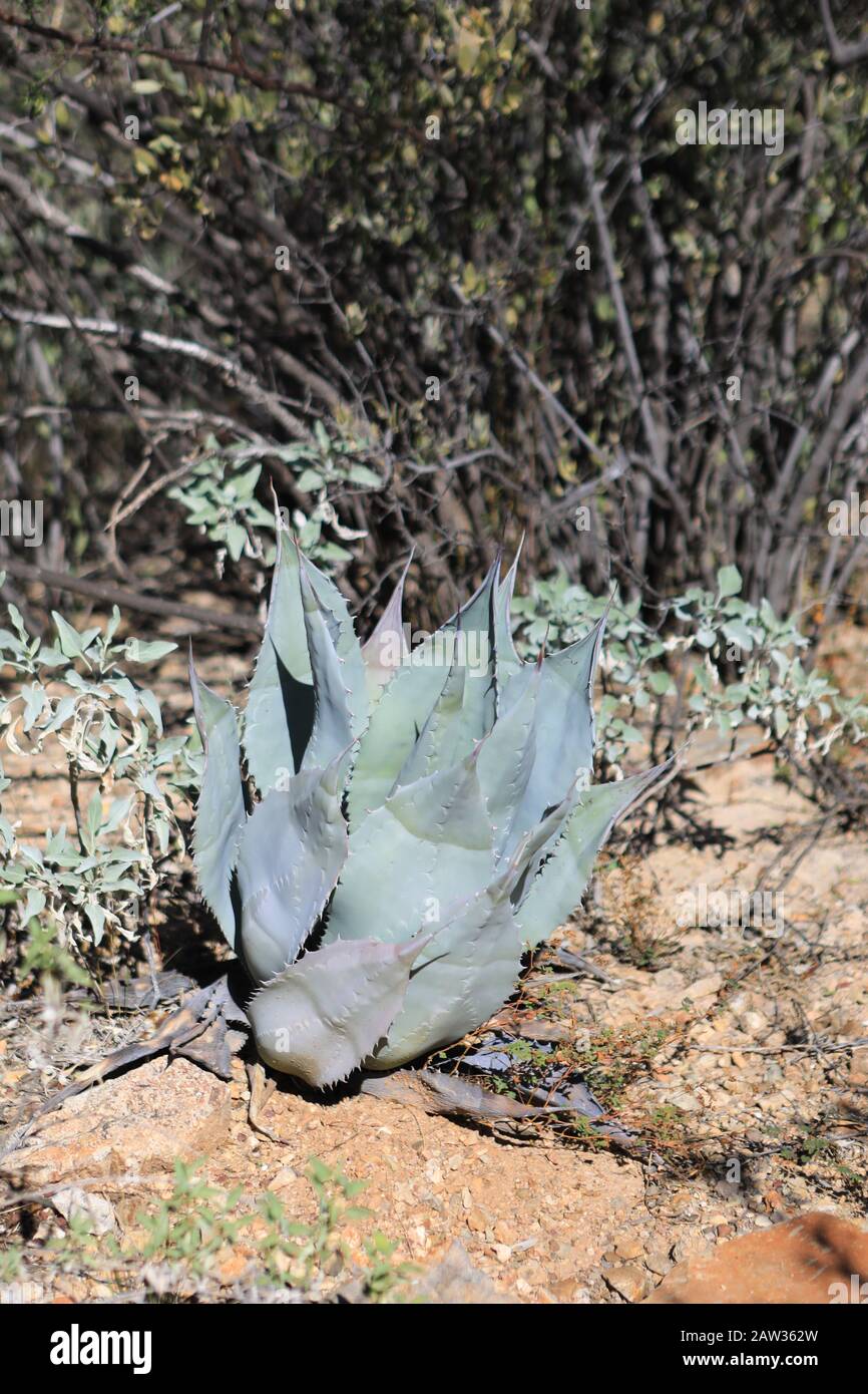 Agave shawii hi-res stock photography and images - Alamy