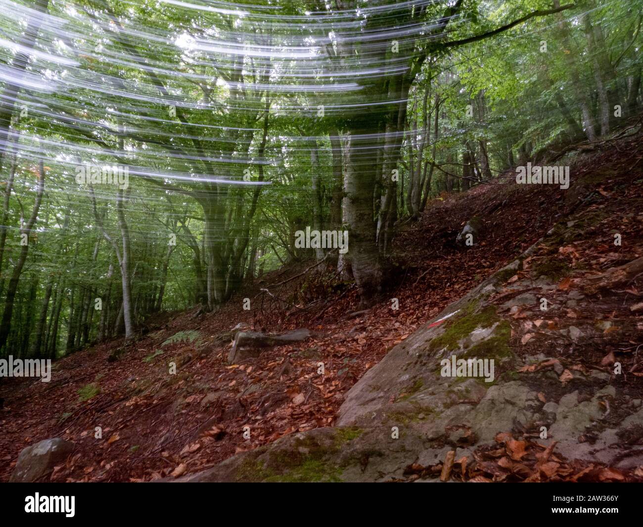 illustration of abstract vector tree Stock Photo - Alamy