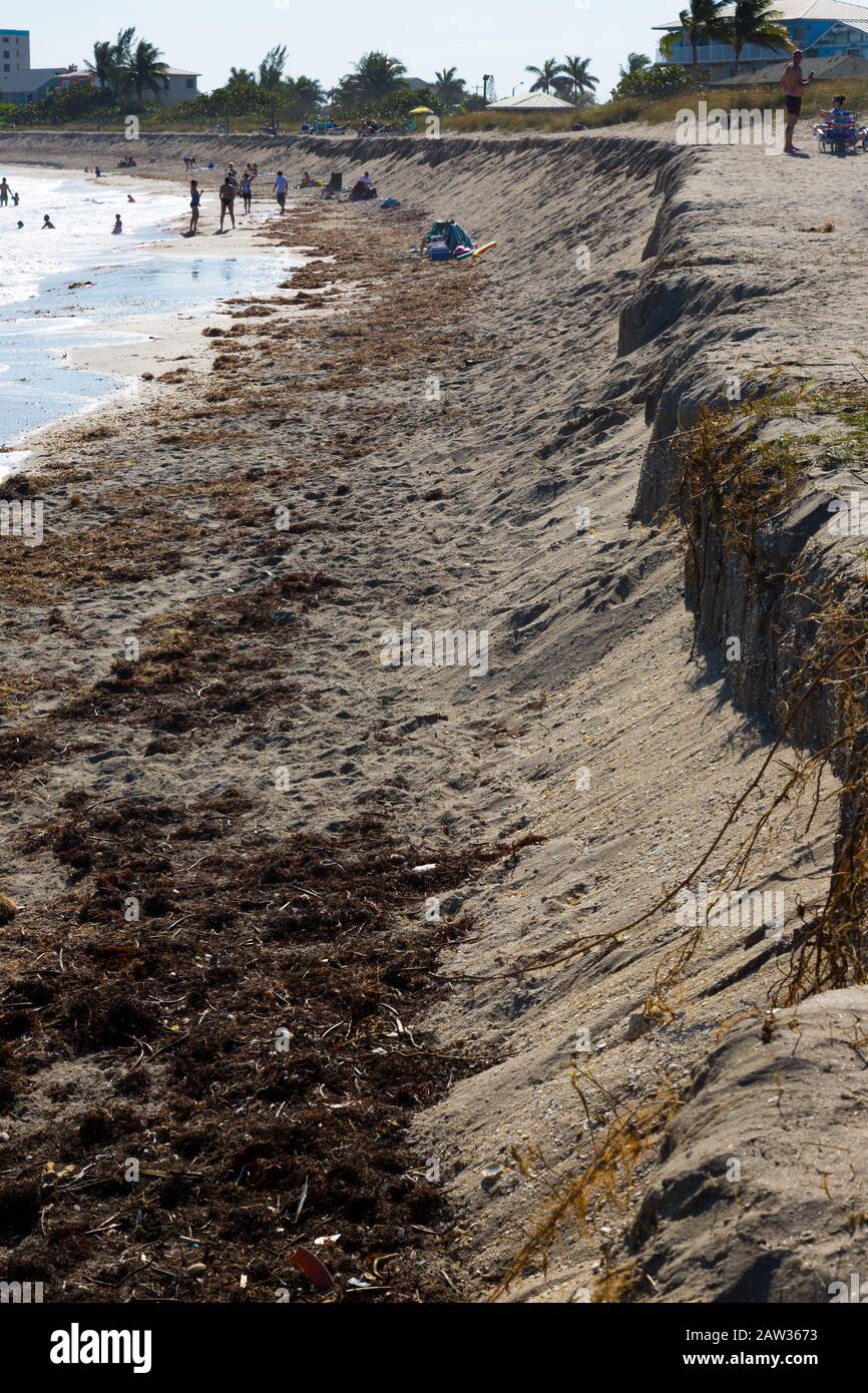 A steep escarpment, or beastledge, on the beach at Fort Pierce, Florida ...