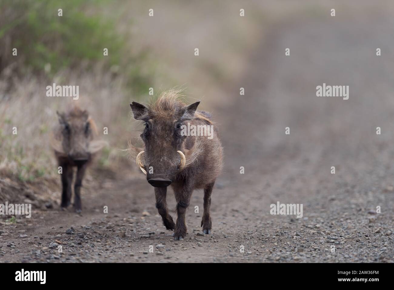 Baby Warthogs High Resolution Stock Photography and Images - Alamy